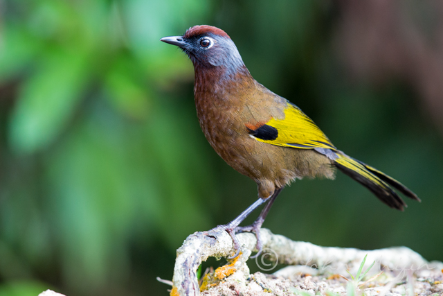 Photographing Birds of Fraser’s Hill|West Malaysia. – Photo Travel Asia ...