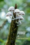 Photographing Fungi in The Rainforest of Southeast Asia ...
