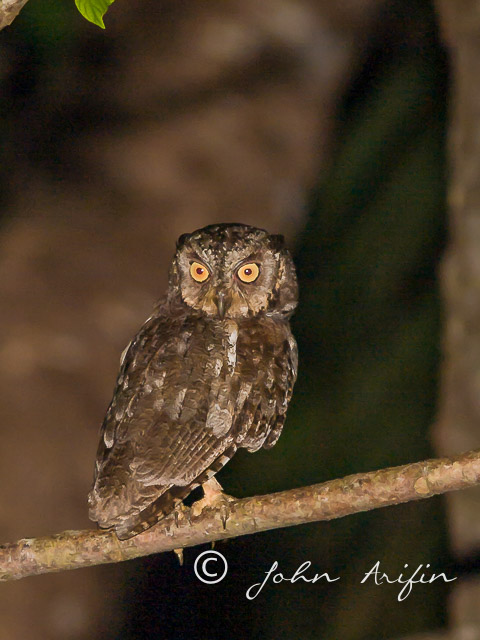 The awakening of the Sunda Scops Owl at the Singapore Botanical Gardens ...