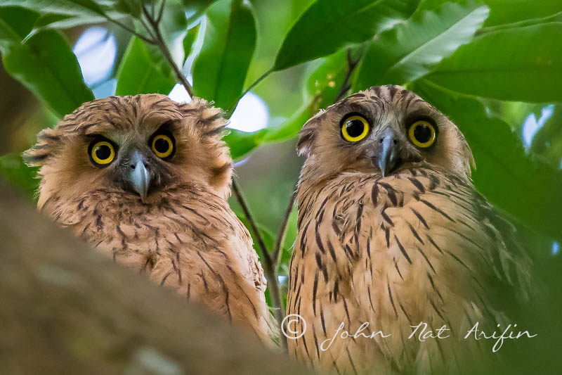 Buffy Fish Owl Fledged| Rescued and reunited with Parents | Hampstead ...