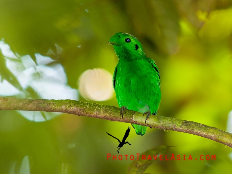 My First 15 Day Borneo Birding Trip To Sarawak| Photo Travel Asia ...