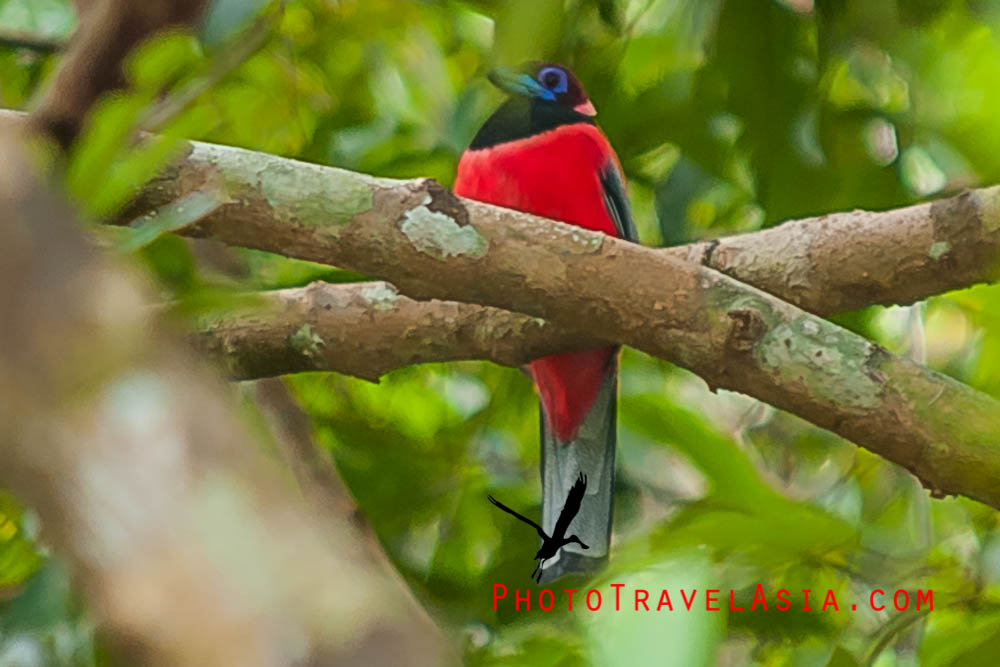 My First 15 Day Borneo Birding Trip To Sarawak| Photo Travel Asia ...
