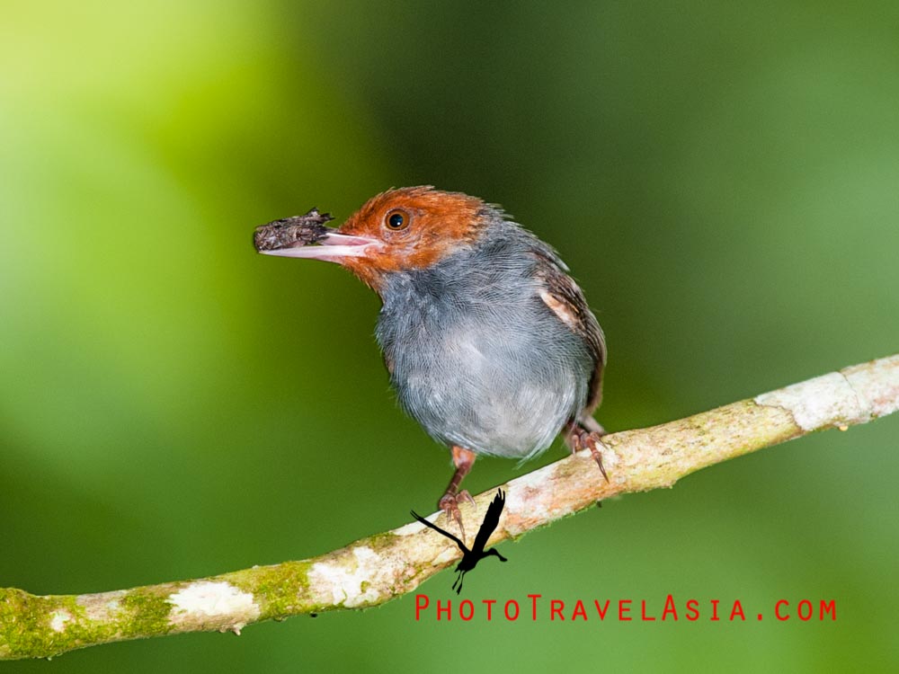 My First 15 Day Borneo Birding Trip To Sarawak| Photo Travel Asia ...