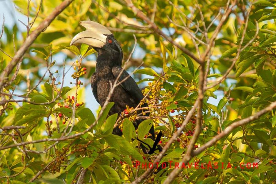 My First 15 Day Borneo Birding Trip To Sarawak| Photo Travel Asia ...