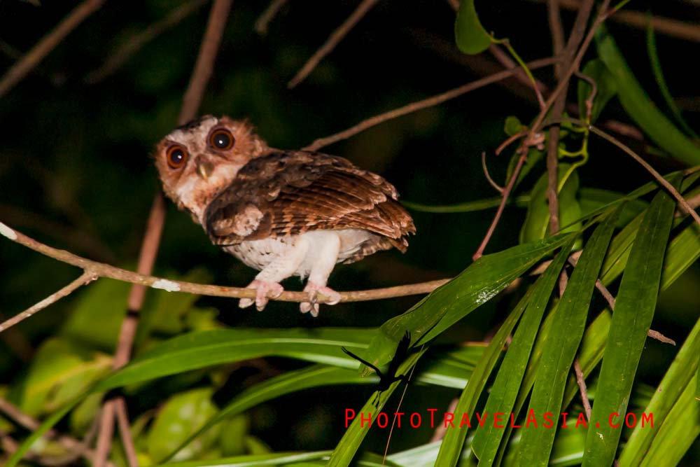 My First 15 Day Borneo Birding Trip To Sarawak| Photo Travel Asia ...