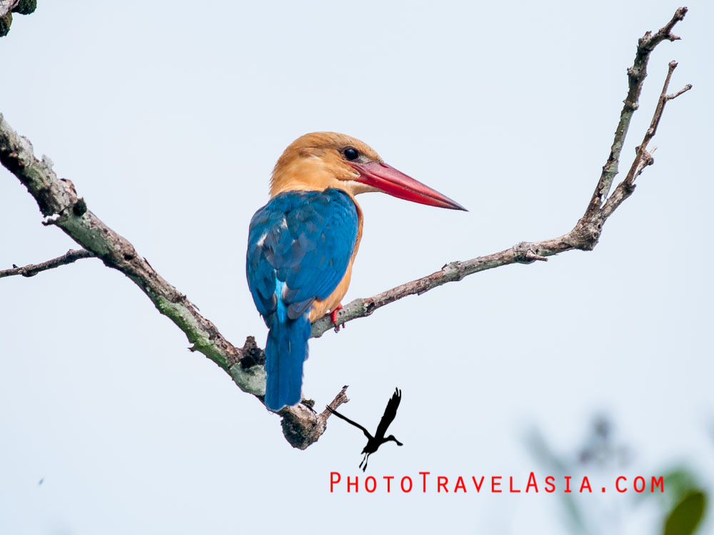 My First 15 Day Borneo Birding Trip To Sarawak| Photo Travel Asia ...