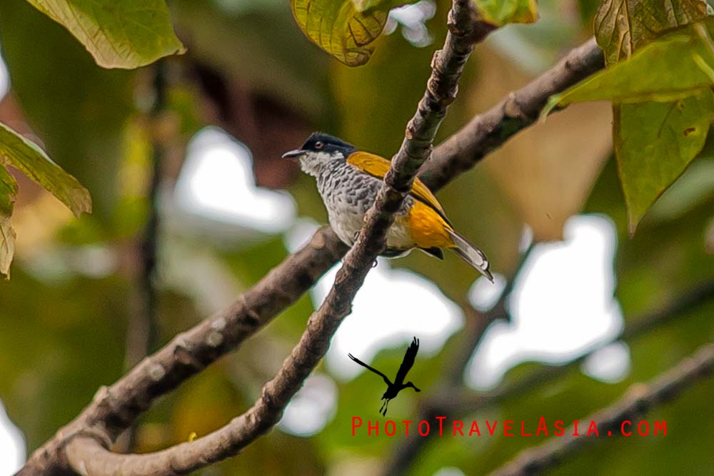 My First 15 Day Borneo Birding Trip To Sarawak| Photo Travel Asia ...