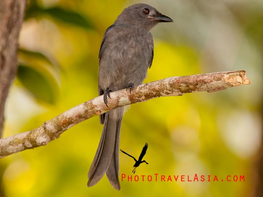My First 15 Day Borneo Birding Trip To Sarawak| Photo Travel Asia ...