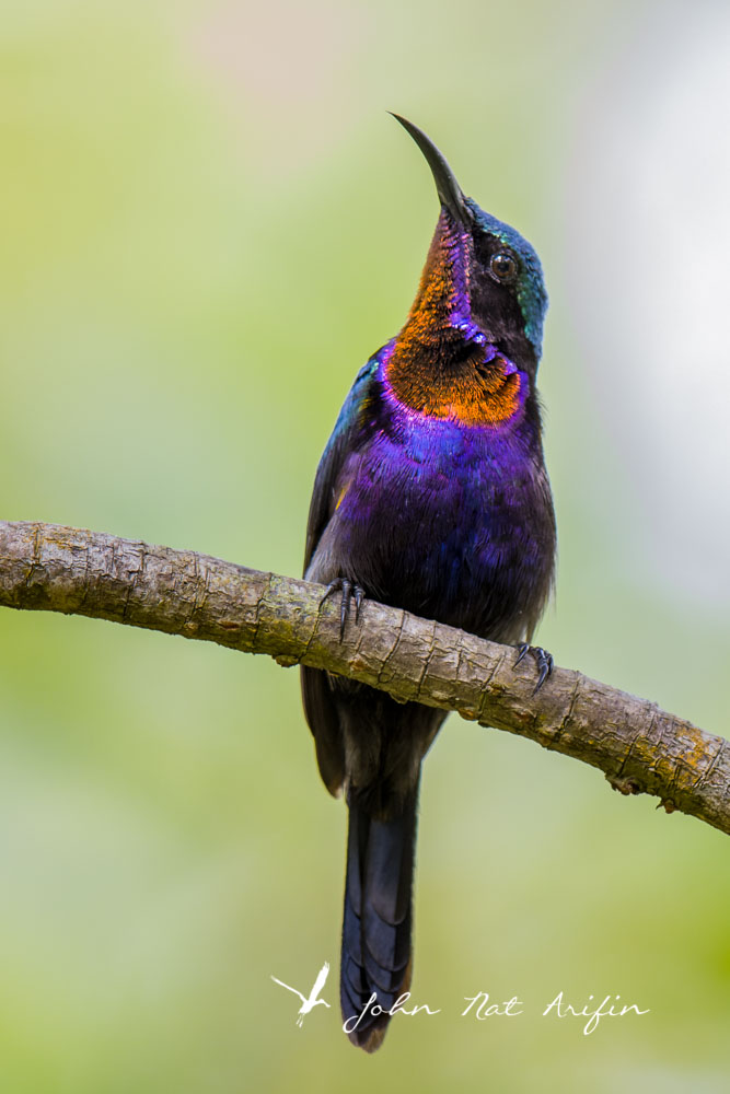 How many species of Sunbirds in Singapore – Photo Travel Asia. com