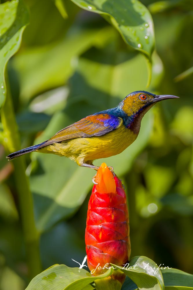 How many species of Sunbirds in Singapore – Photo Travel Asia. com