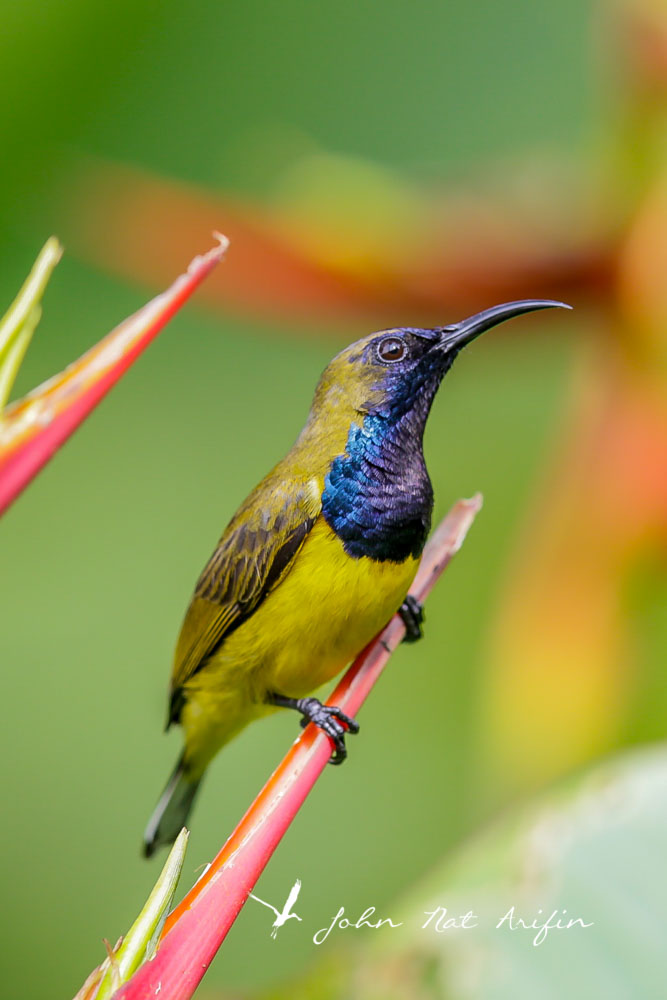 How many species of Sunbirds in Singapore – Photo Travel Asia. com