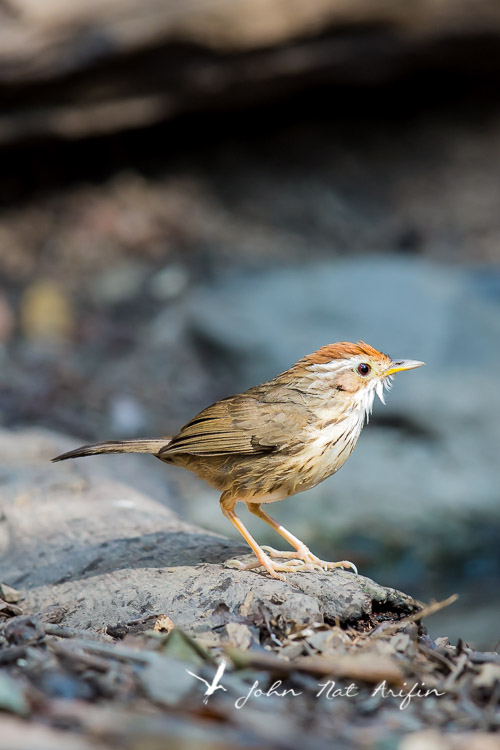 Bird Hides – Kaeng krachan National Park Thailand – Photo Travel Asia. com