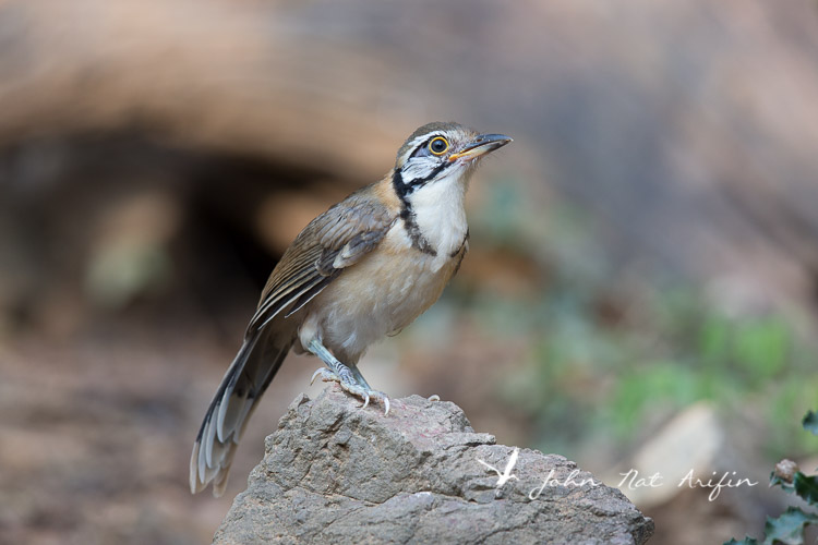 Bird Hides – Kaeng krachan National Park Thailand – Photo Travel Asia. com