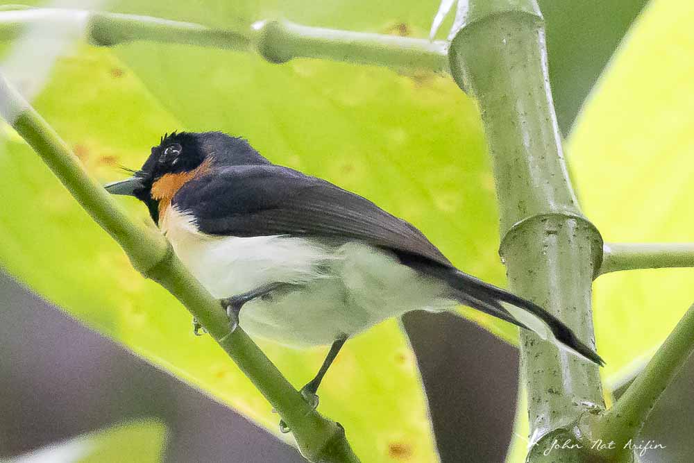 Birding Halmahera | Bird of Paradise – Photo Travel Asia. com