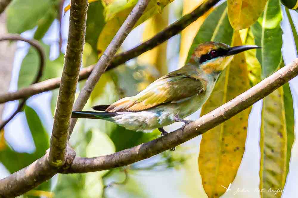 Birding Halmahera | Bird of Paradise – Photo Travel Asia. com