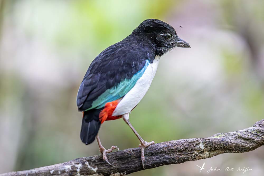 Birding Halmahera | Bird of Paradise – Photo Travel Asia. com