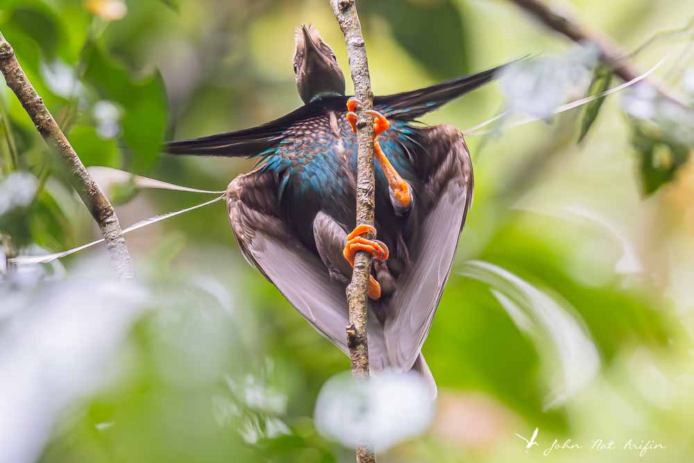 Birding Halmahera | Bird of Paradise – Photo Travel Asia. com