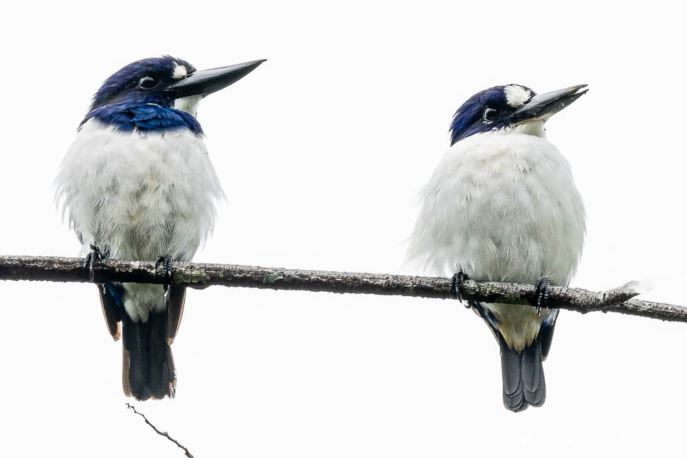Birding Halmahera | Bird of Paradise – Photo Travel Asia. com