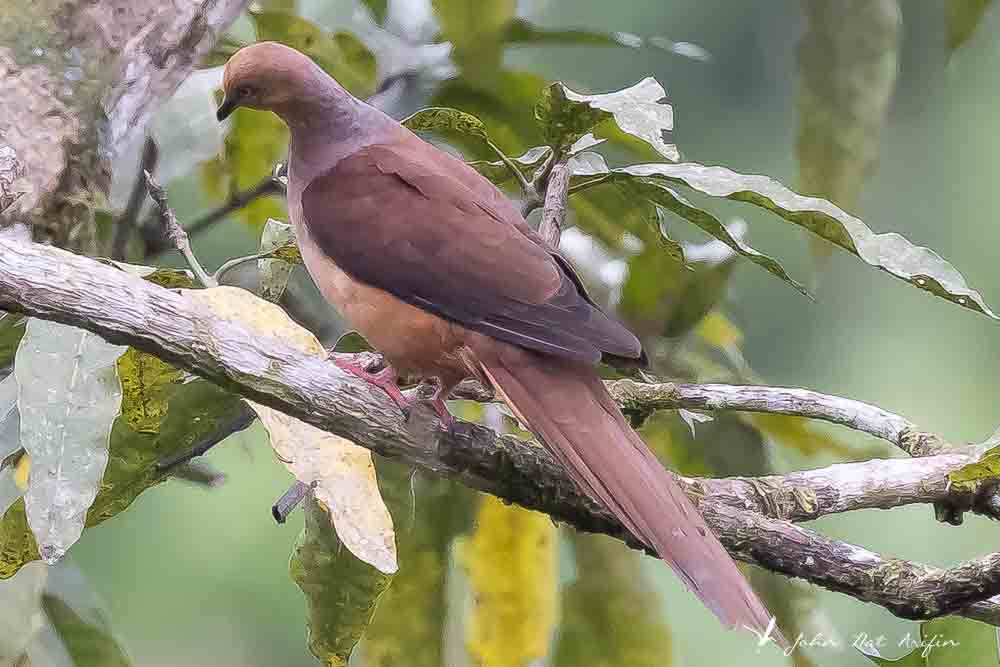 Birding Halmahera | Bird of Paradise – Photo Travel Asia. com