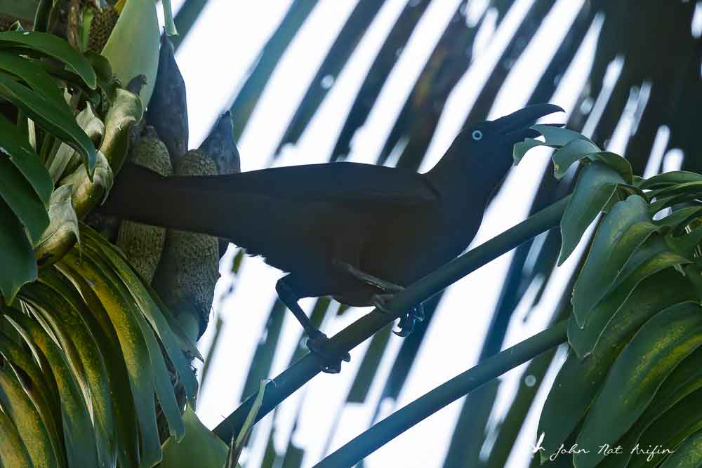 Birding Halmahera | Bird of Paradise – Photo Travel Asia. com