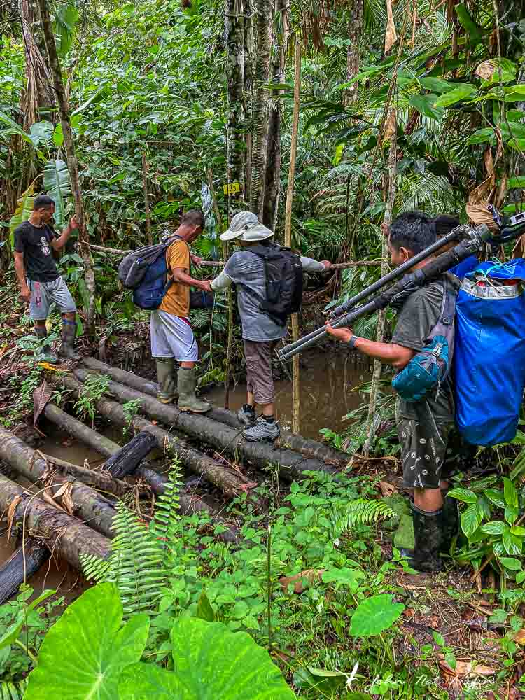 Birding Halmahera | Bird of Paradise – Photo Travel Asia. com