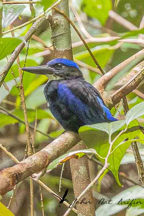 Birding Trip Kaeng Krachan National, Thailand – Photo Travel Asia. com
