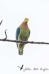 Bird Hides – Kaeng krachan National Park Thailand – Photo Travel Asia. com