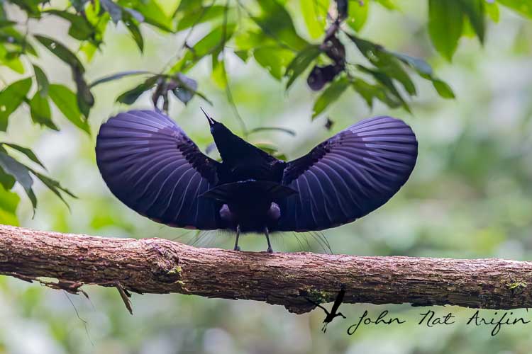Bird Hides – Kaeng krachan National Park Thailand – Photo Travel Asia. com