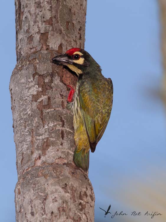 Exploring Barbets: Species in Singapore, Malaysia, and Thailand – Photo ...