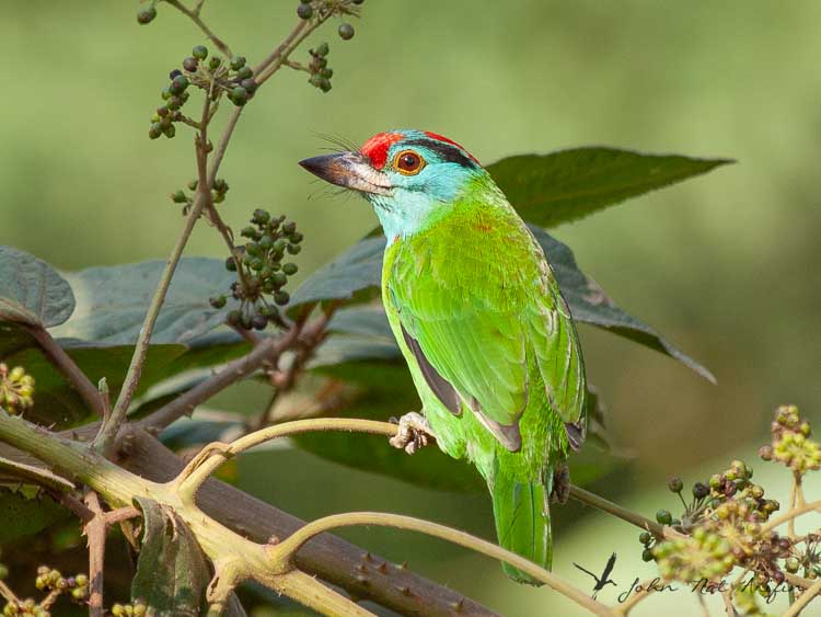 Exploring Barbets: Species in Singapore, Malaysia, and Thailand – Photo ...