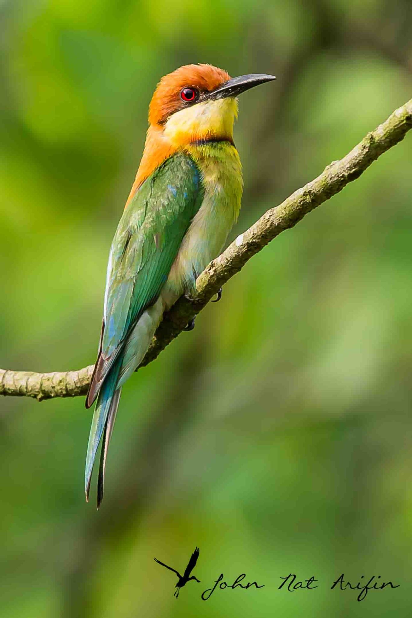 How many species of bee-eaters are in Singapore, Malaysia, and Thailand ...
