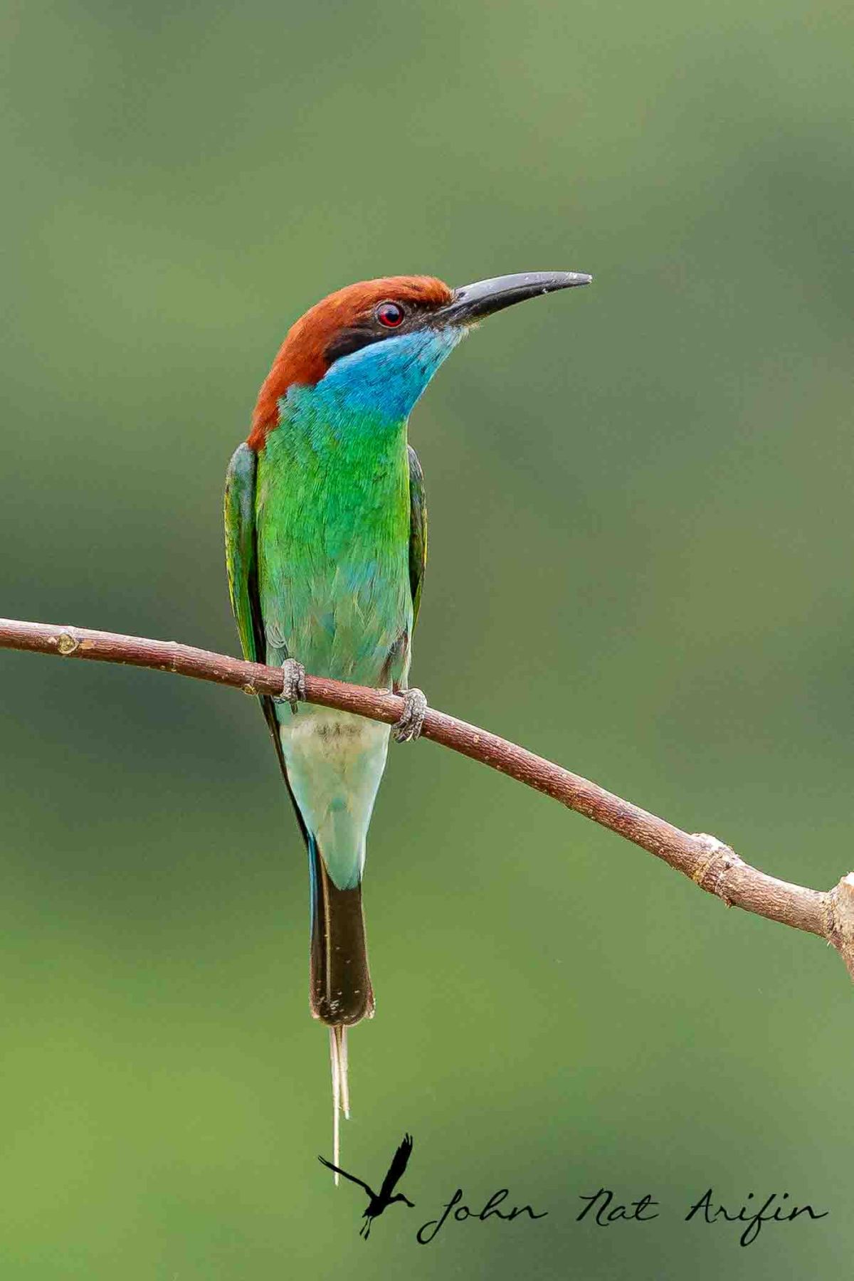 How many species of bee-eaters are in Singapore, Malaysia, and Thailand ...
