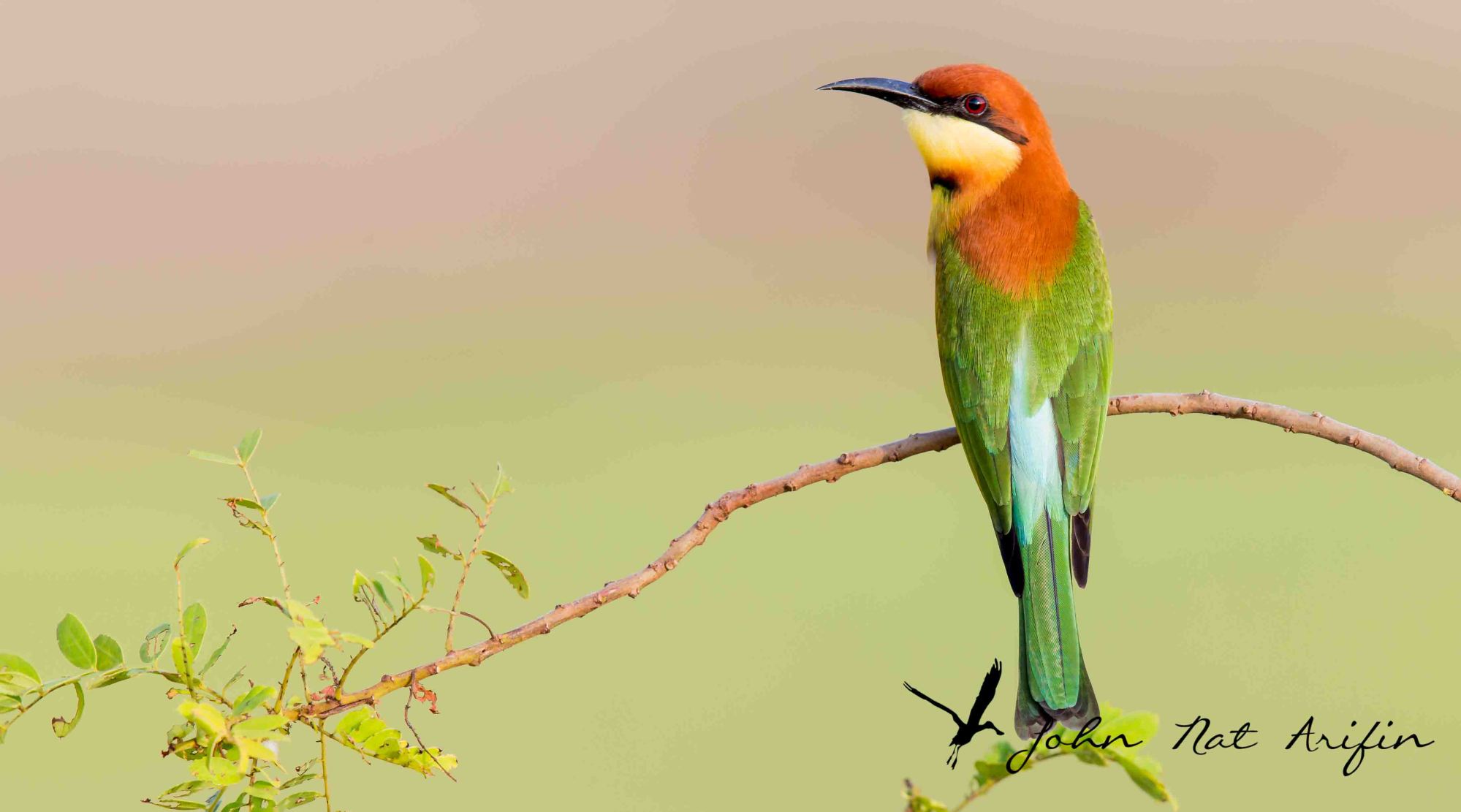 How many species of bee-eaters are in Singapore, Malaysia, and Thailand ...