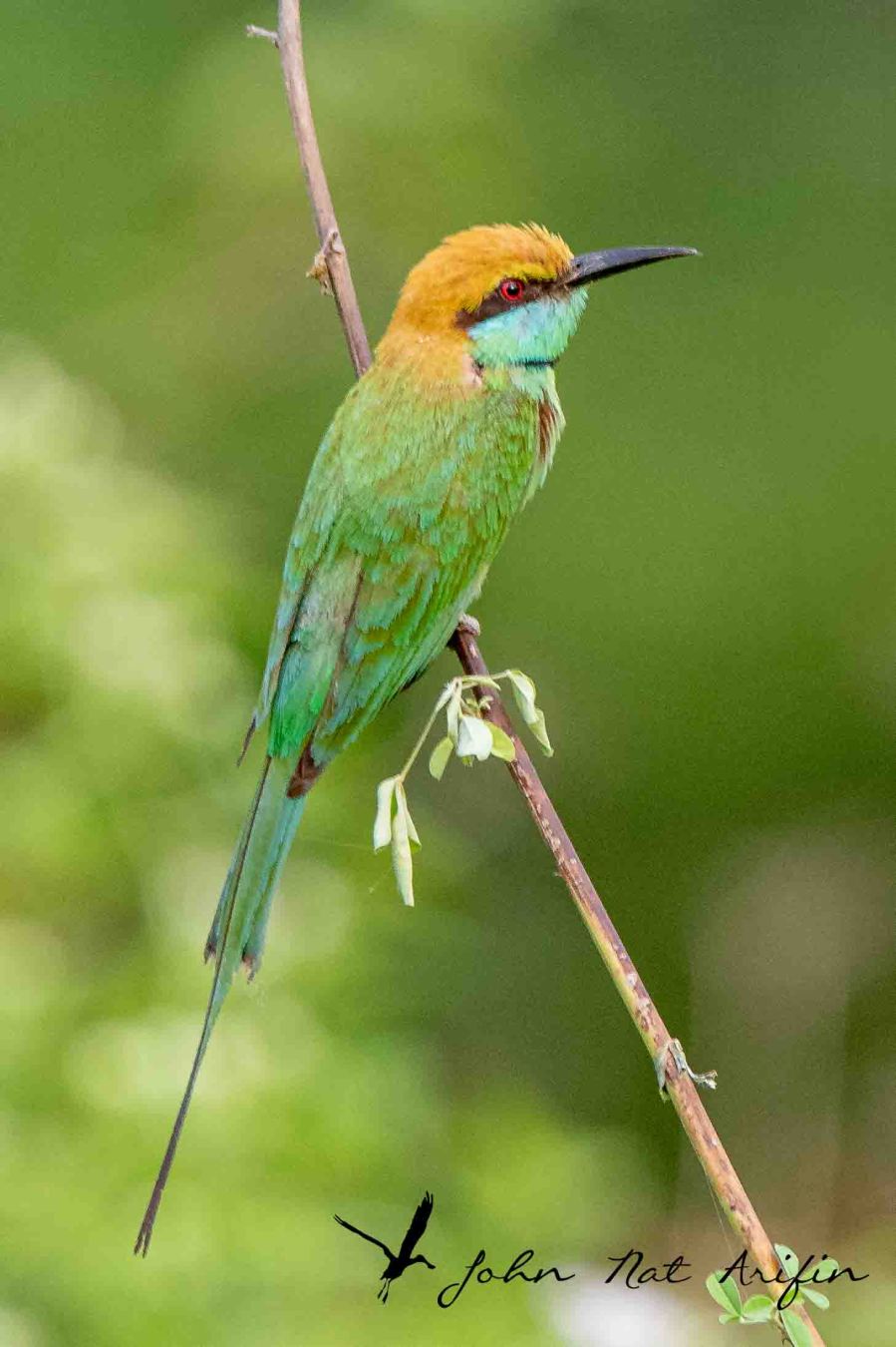 How many species of bee-eaters are in Singapore, Malaysia, and Thailand ...