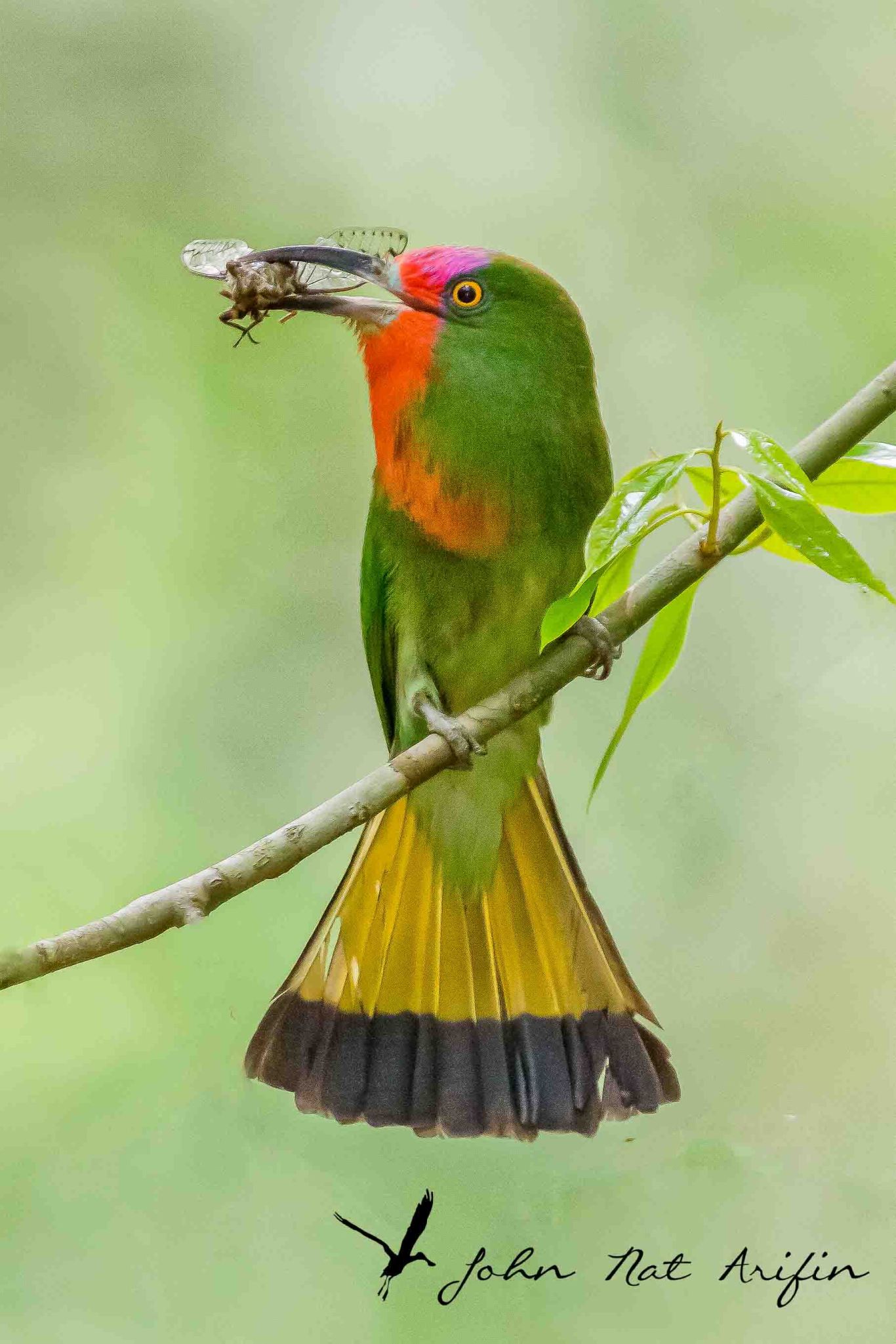 How many species of bee-eaters are in Singapore, Malaysia, and Thailand ...