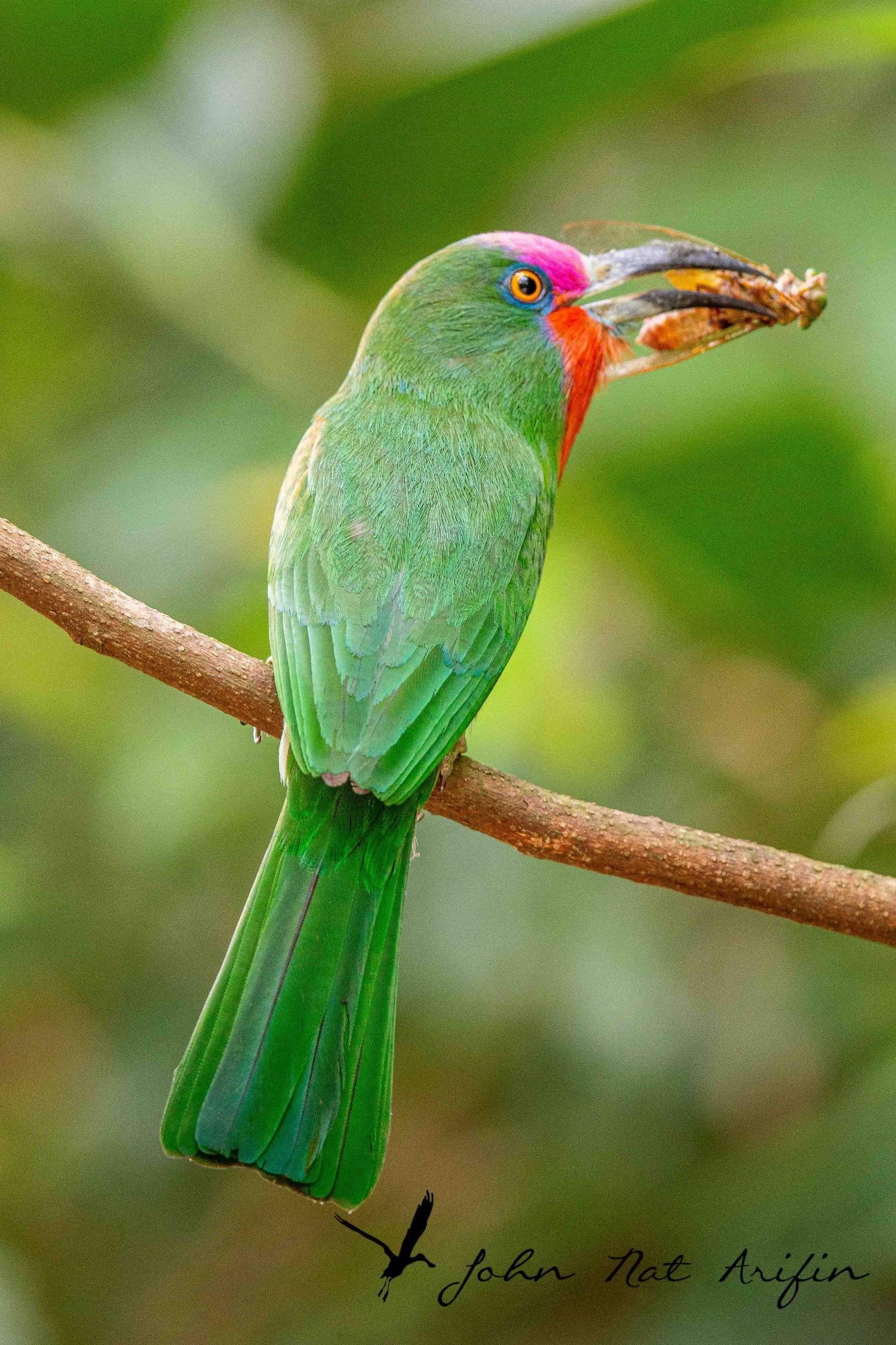 How many species of bee-eaters are in Singapore, Malaysia, and Thailand ...