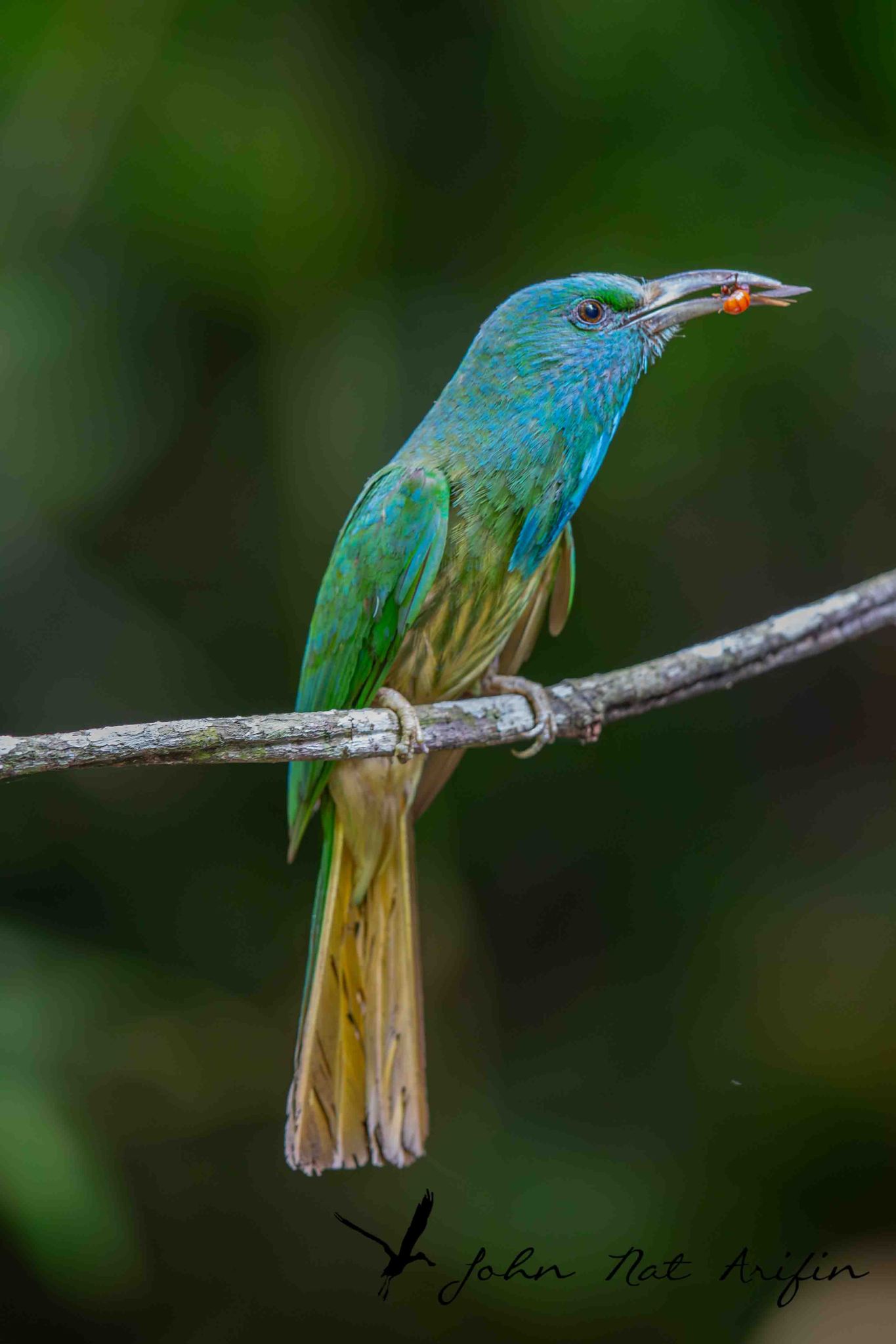 How many species of bee-eaters are in Singapore, Malaysia, and Thailand ...