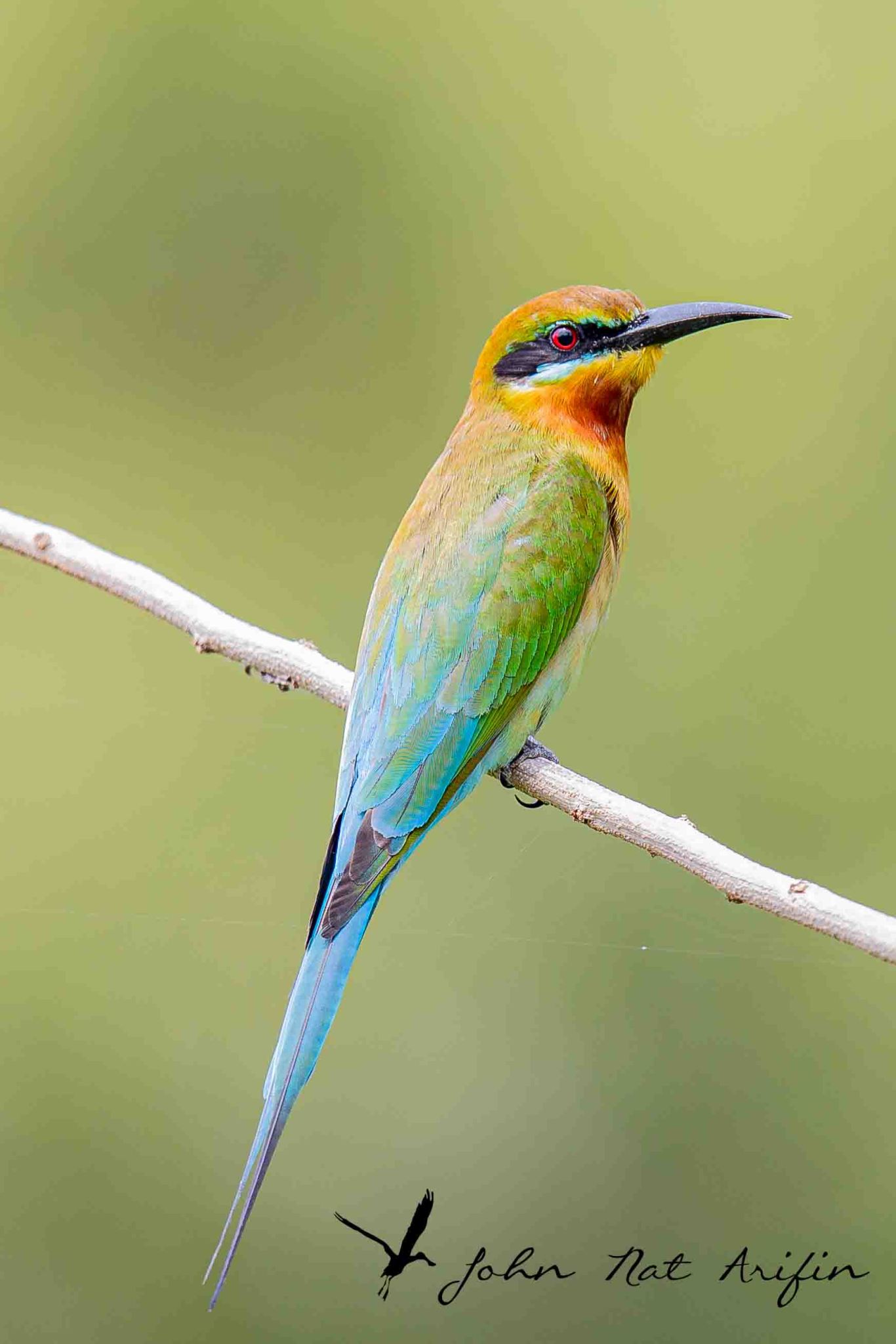 How many species of bee-eaters are in Singapore, Malaysia, and Thailand ...