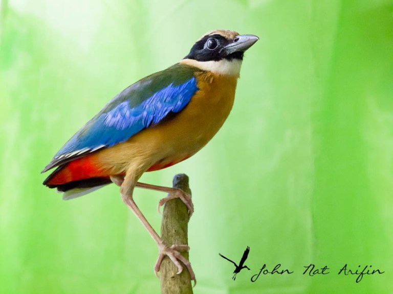 Photographing 4 Species of Pitta in Singapore: My Journey to Capture ...